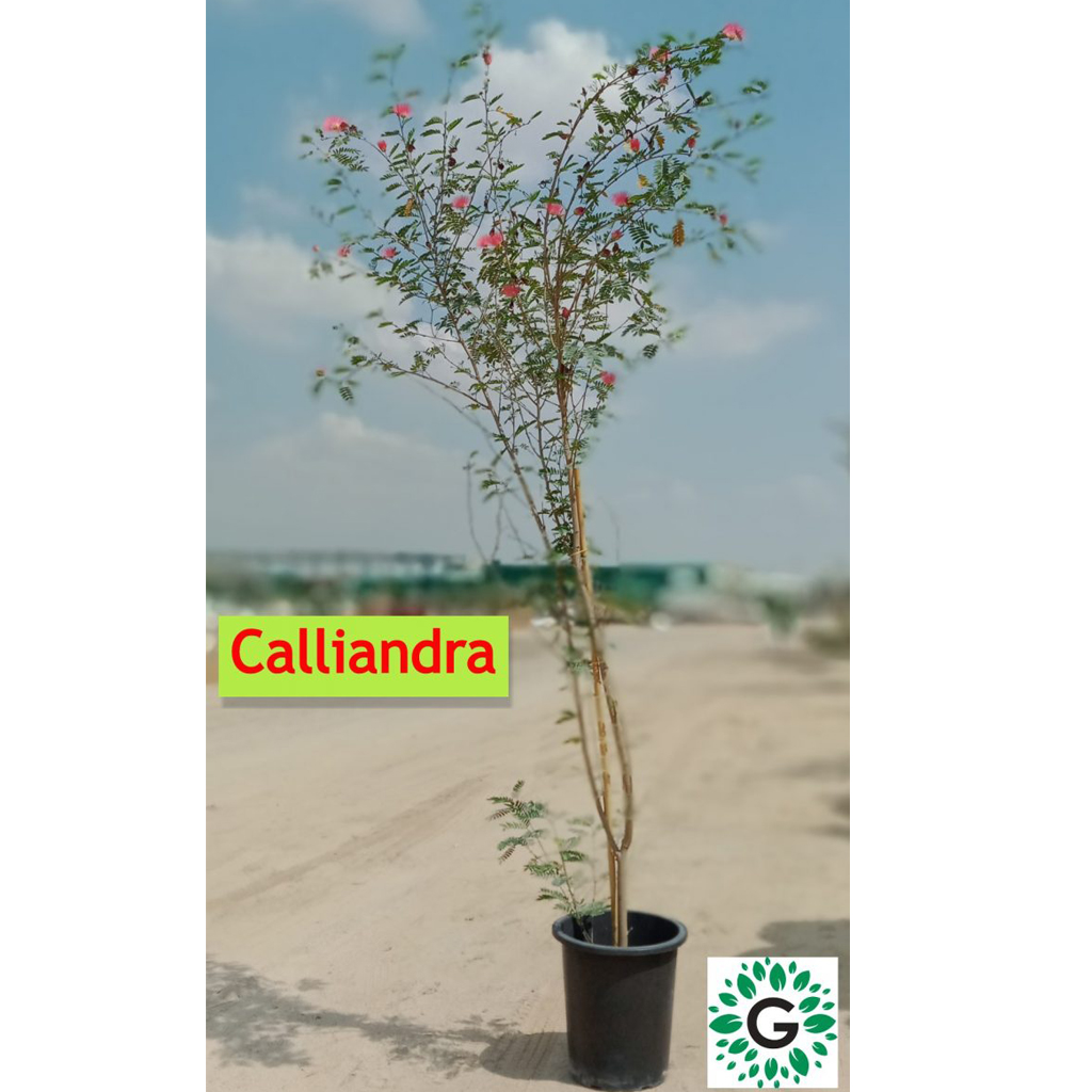 Calliandra 300cm - Green Experts Landscape LLC