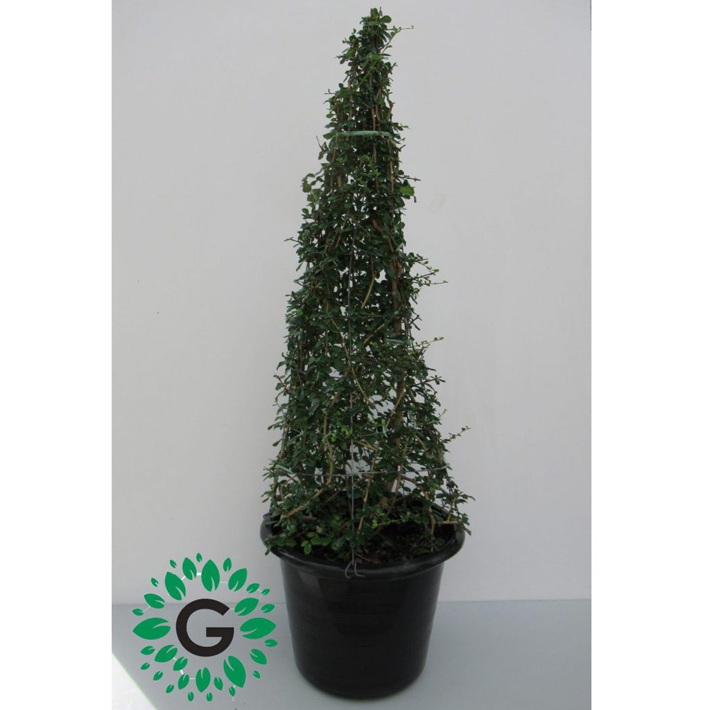 Ehretia Microphylla “Corn” 100cm - Green Experts Landscape