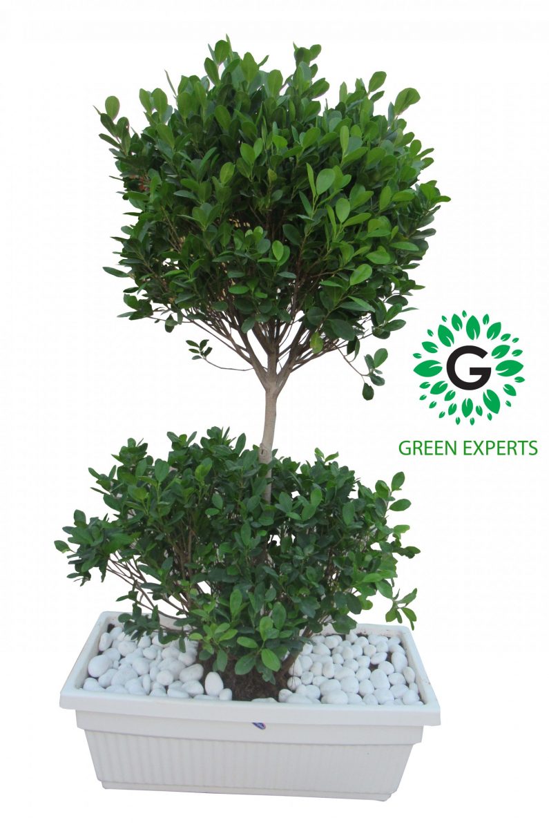 Ficus Panda Two Steps - Green Experts Landscape