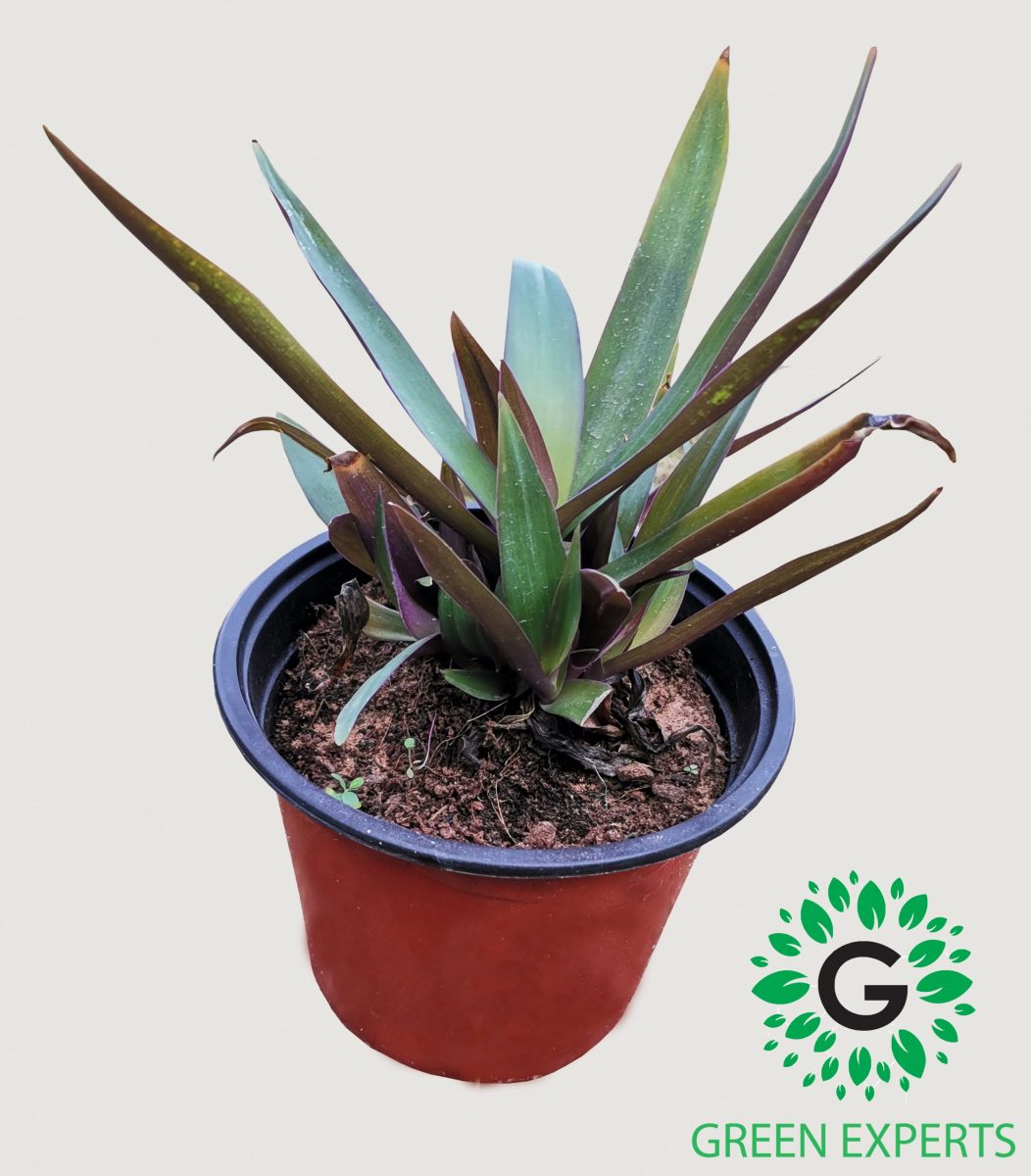 Rhoeo - Green Experts Landscape LLC