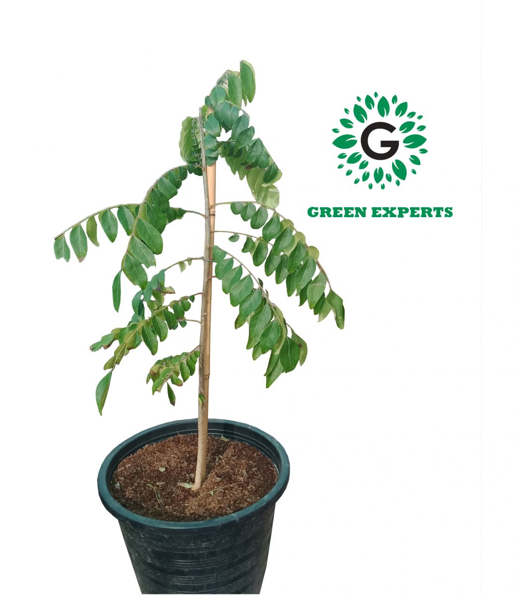 Curry Leaves - Green Experts Landscape