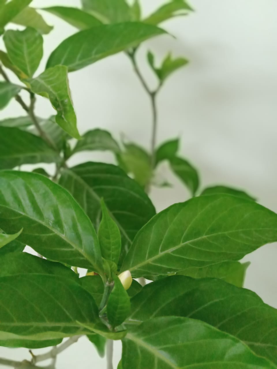 Tabernaemontana - Green Experts Landscape