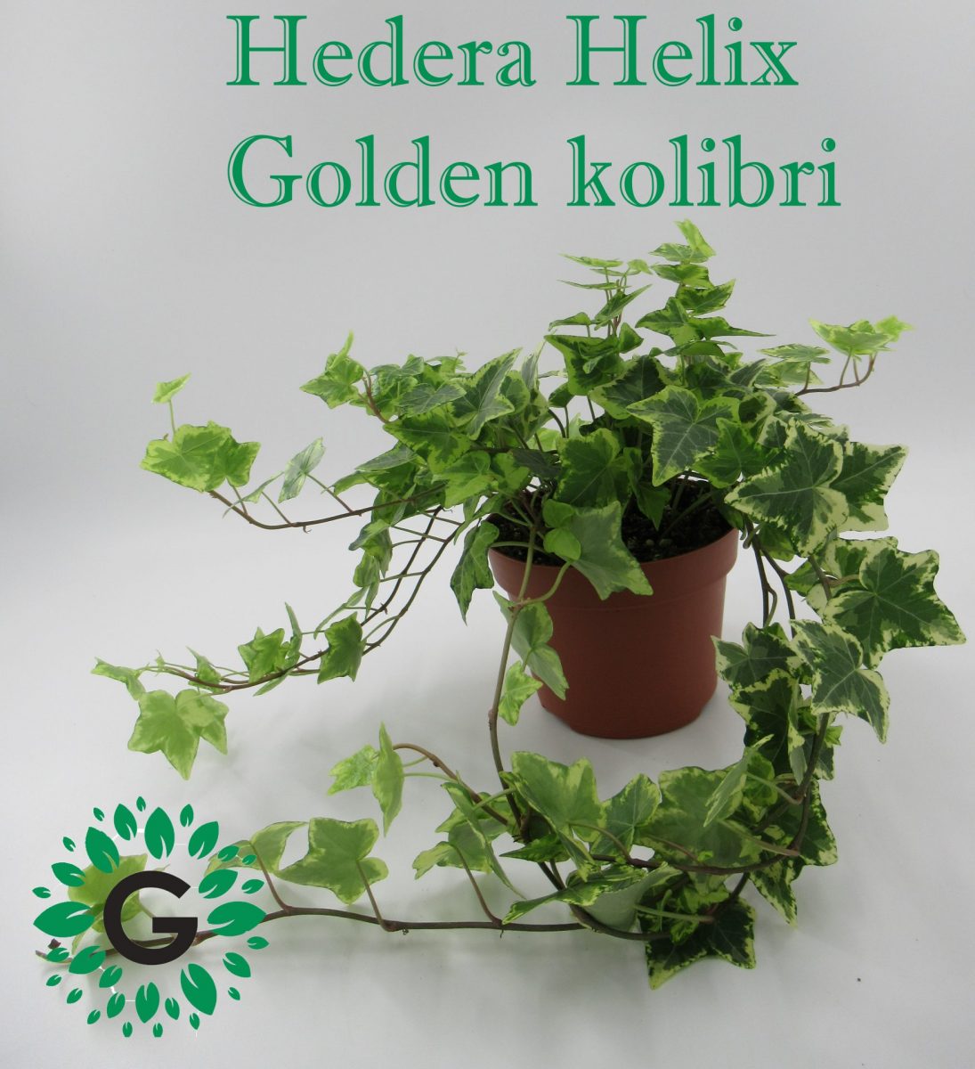 Hedera Variegata or Variegated English Ivy - Green Experts Landscape