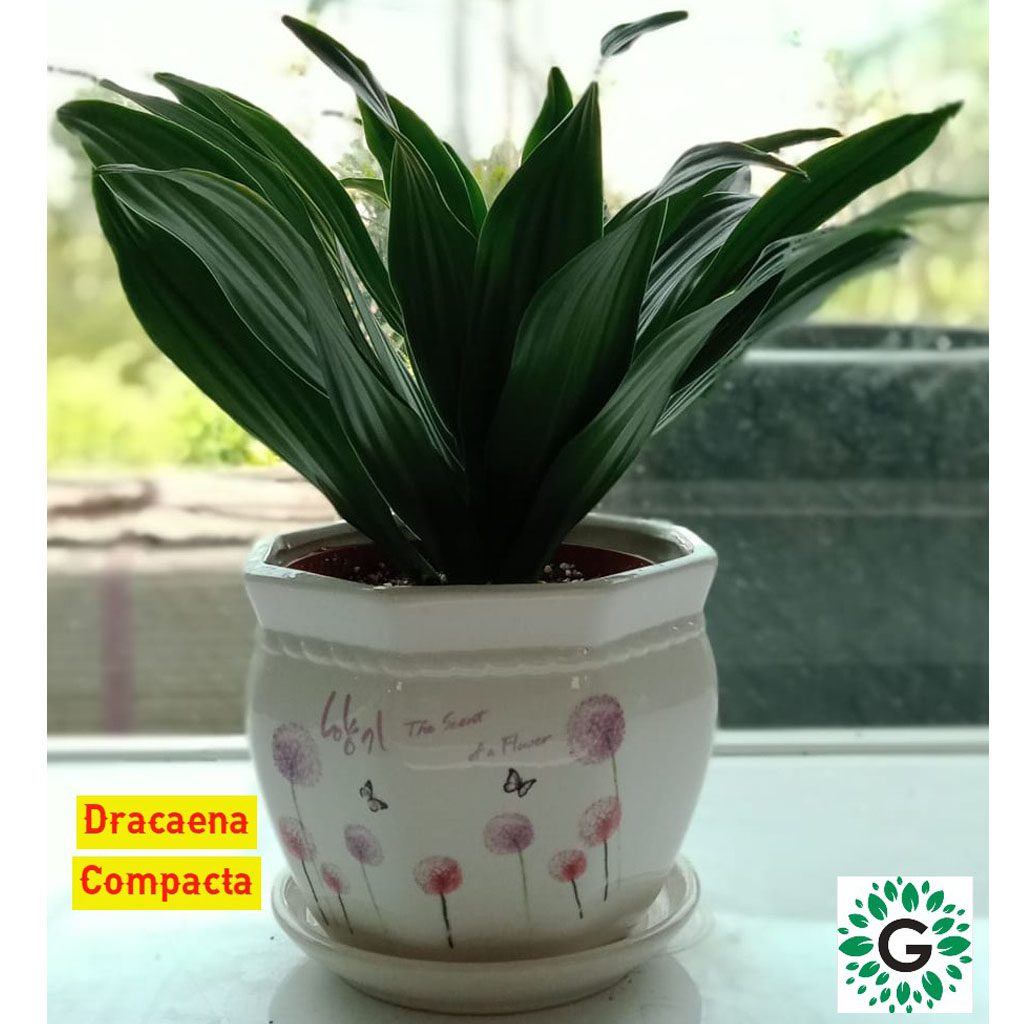Dracaena Compacta P12 - Green Experts Landscape LLC