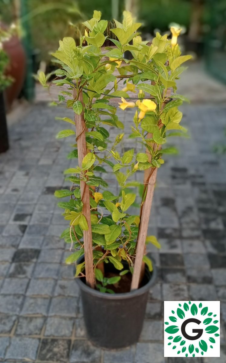 Mandevilla creeper – Green Experts Landscape