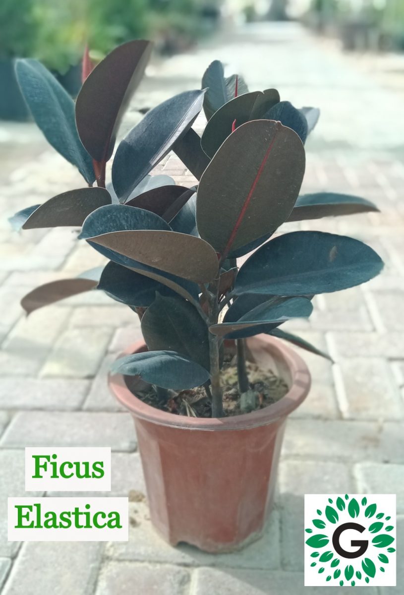 Ficus Elastica - Green Experts Landscape