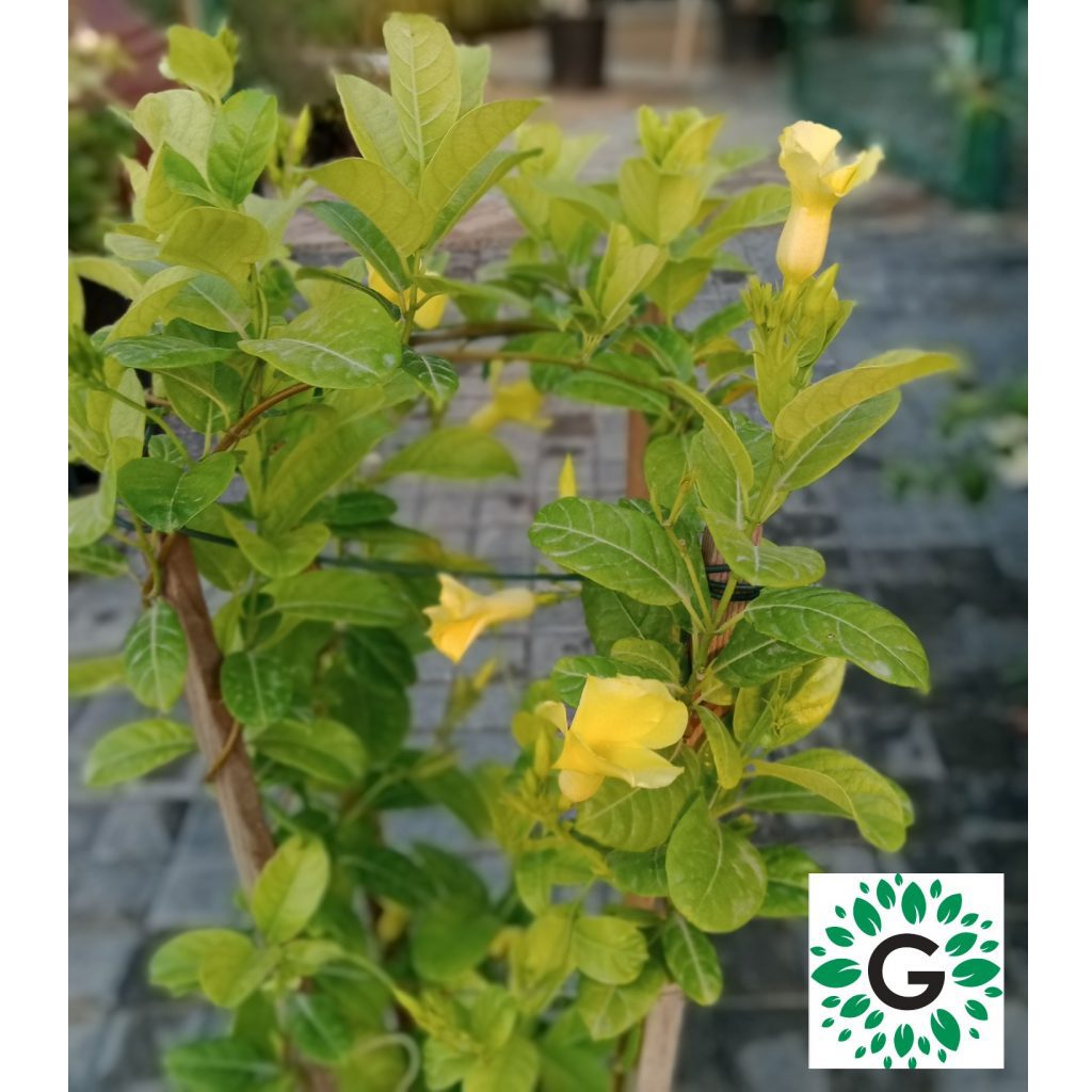 Mandevilla Creeper 90cm مانديفيلا فاينز - Green Experts Landscape LLC