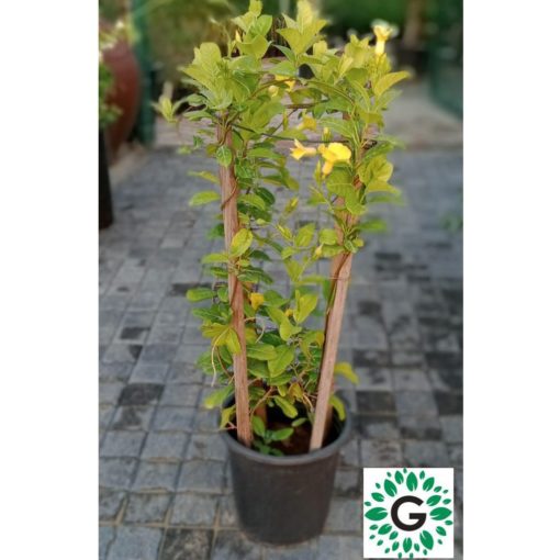 Mandevilla Creeper 90cm مانديفيلا فاينز - Green Experts Landscape LLC