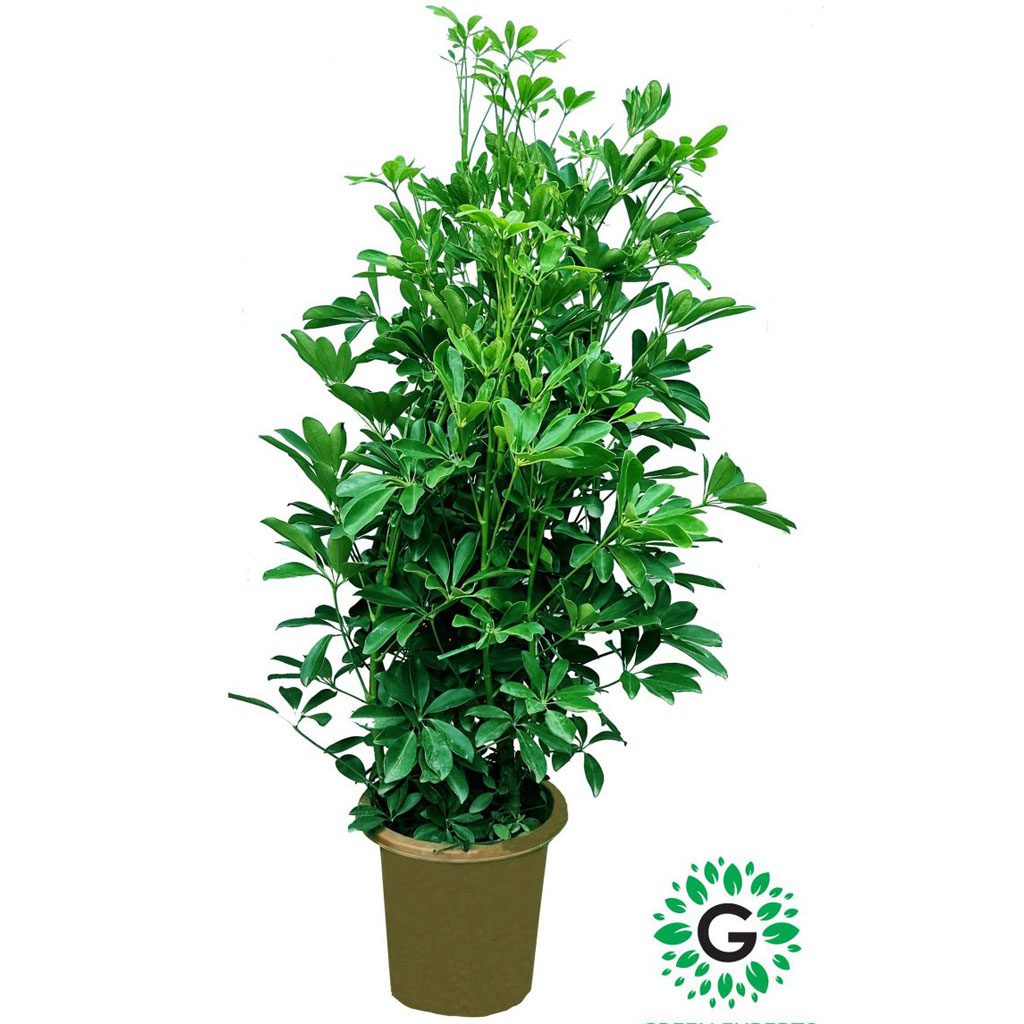 Schefflera 100cm - Green Experts Landscape LLC