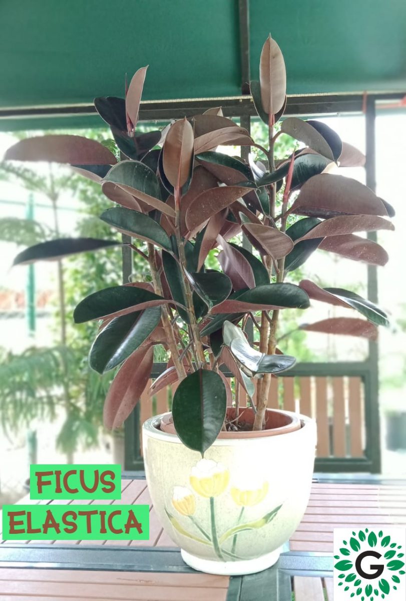 Ficus Elastica Medium - Green Experts Landscape