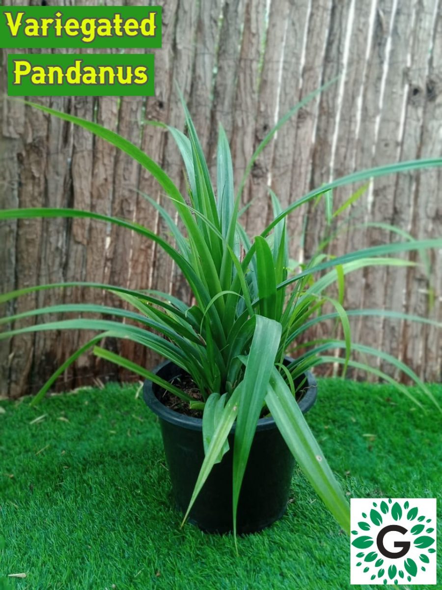 Pandanus plant - Green Experts Landscape