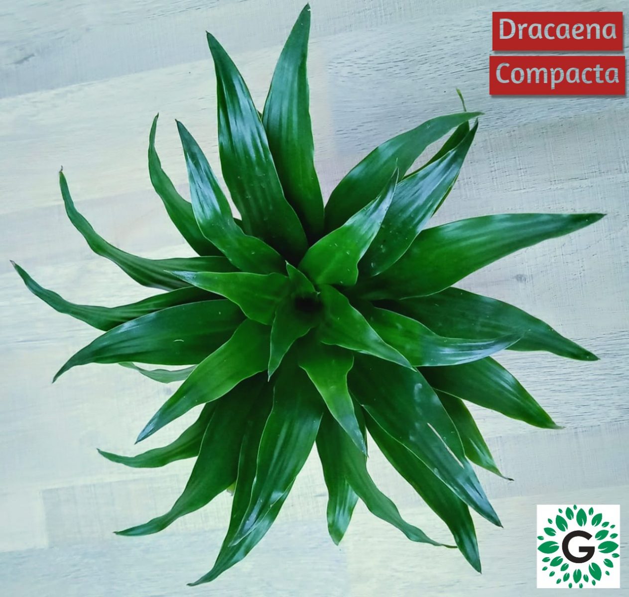 Dracaena Compacta P12 - Green Experts Landscape
