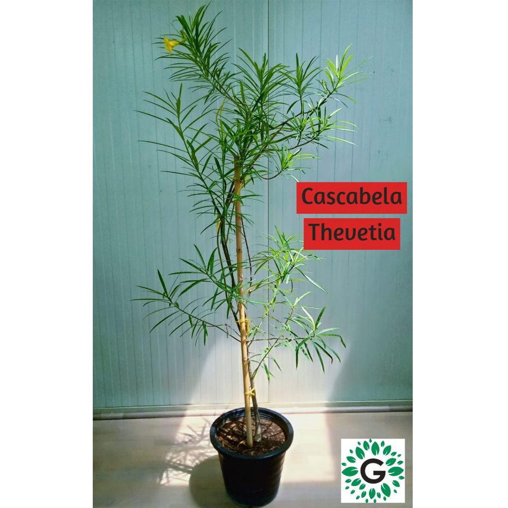 Cascabela thevetia 150cm كاسكابيلا ثيفيتيا - Green Experts Landscape LLC