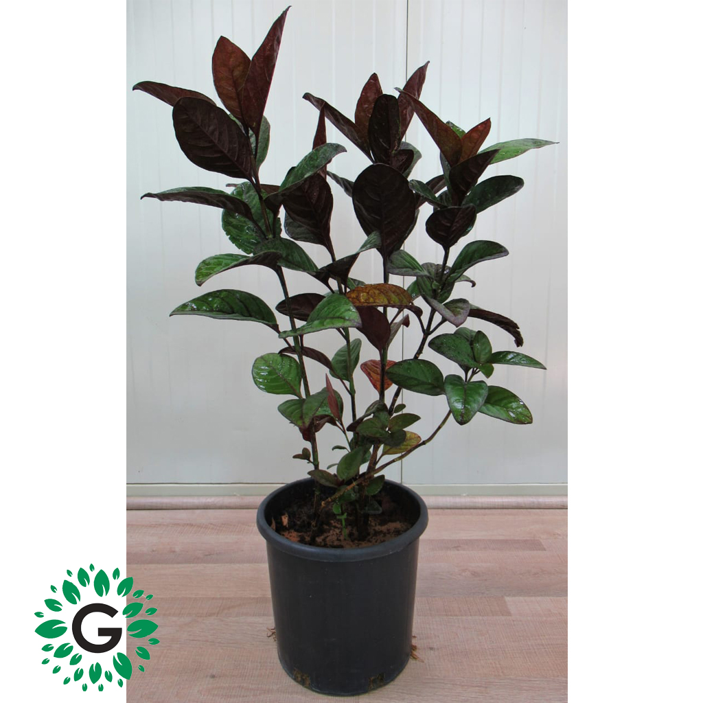 Eranthemum Brown 65cm ارانثيموم براون - Green Experts Landscape