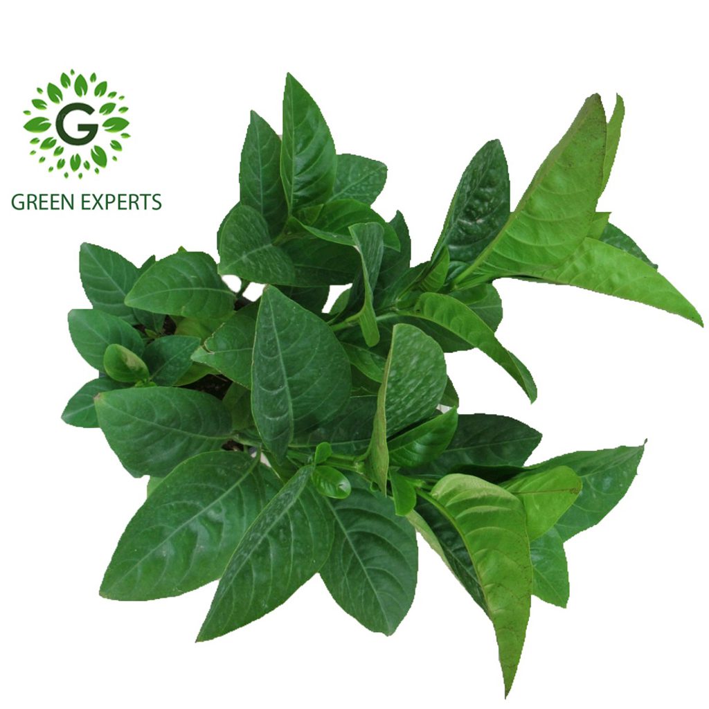 Eranthemum Green 60cm - Green Experts Landscape