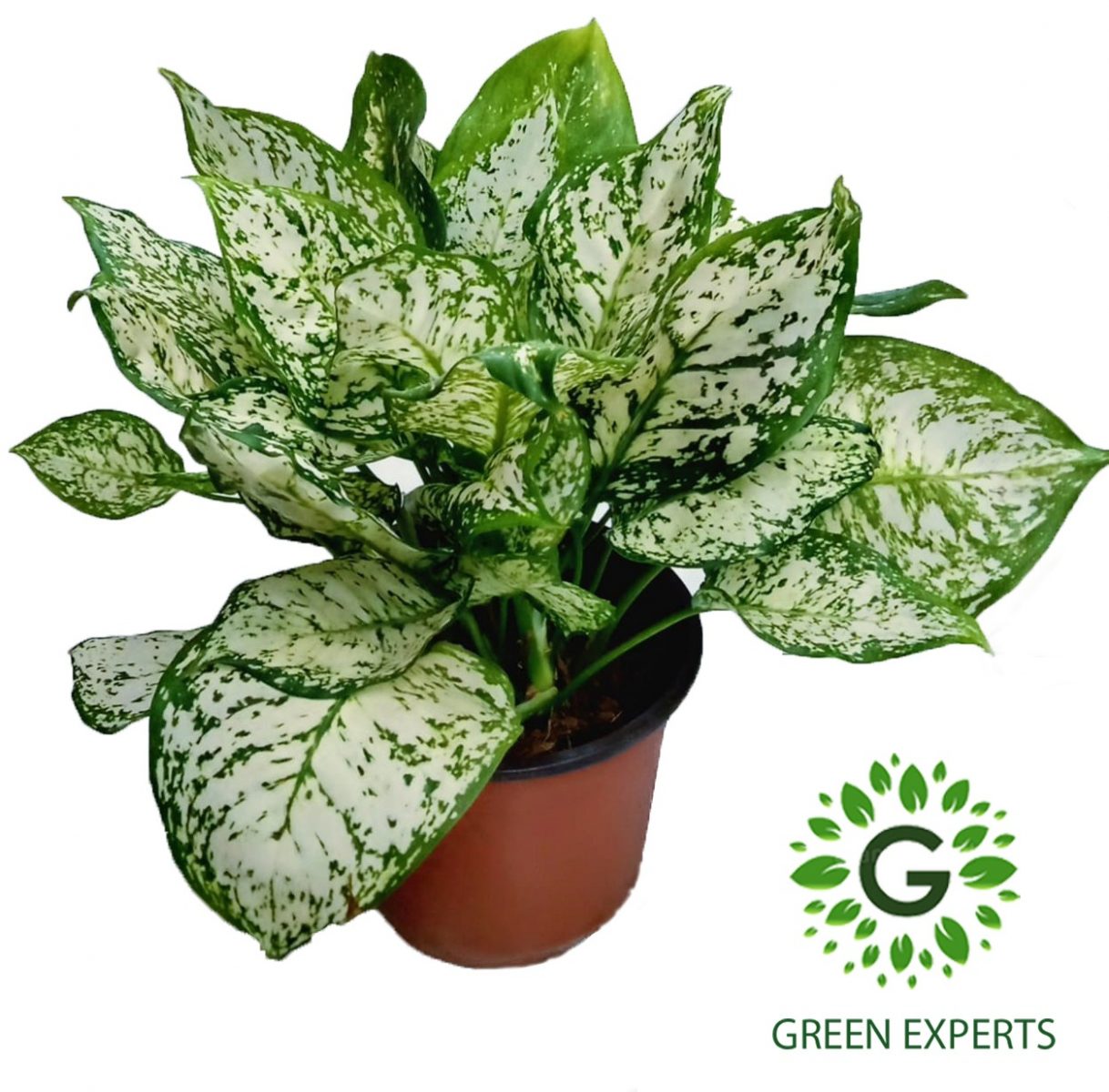 Aglaonema Snow White – Green Experts Landscape