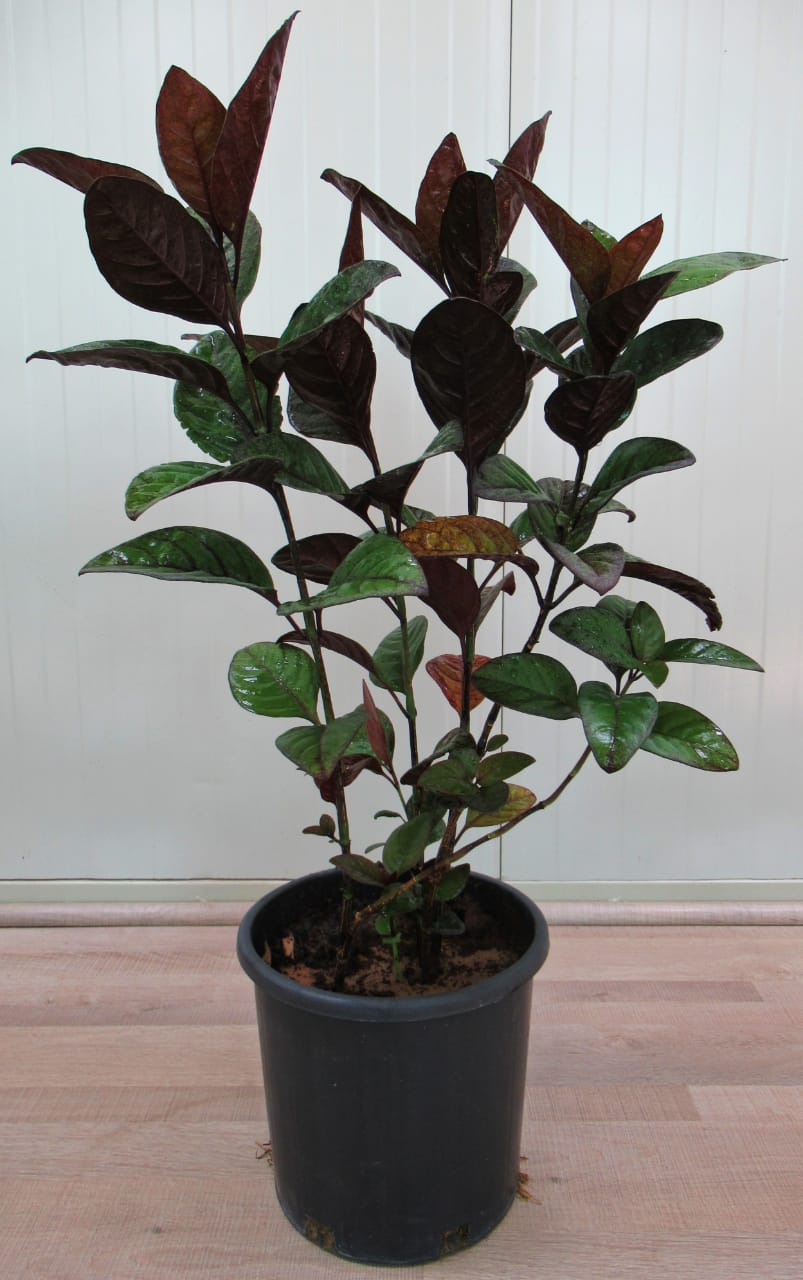 Eranthemum Brown – Green Experts Landscape