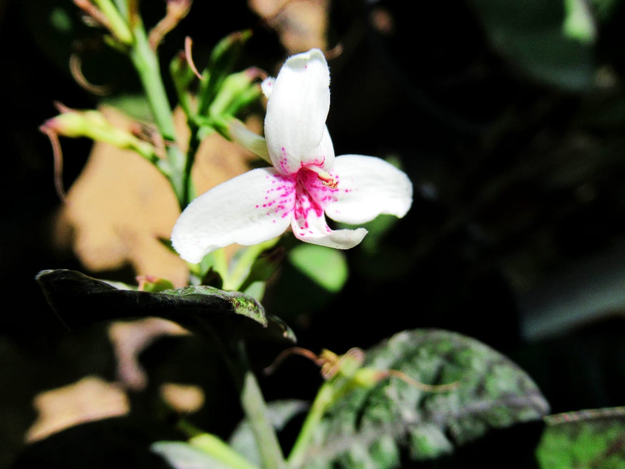 Eranthemum Green 60cm - Green Experts Landscape