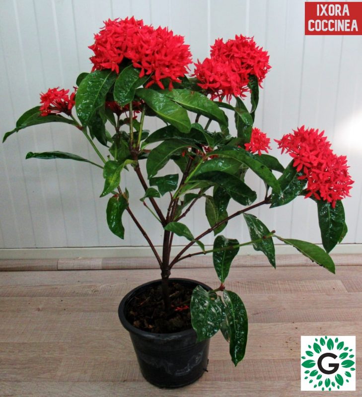 Ixora coccinea - Green Experts Landscape