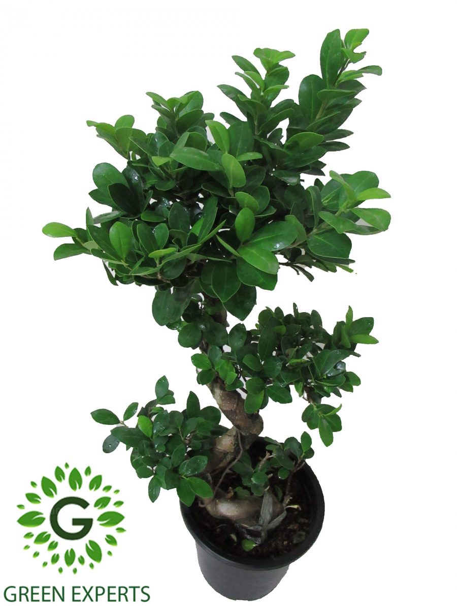 Ficus Bonsai "S Shape" - Green Experts Landscape