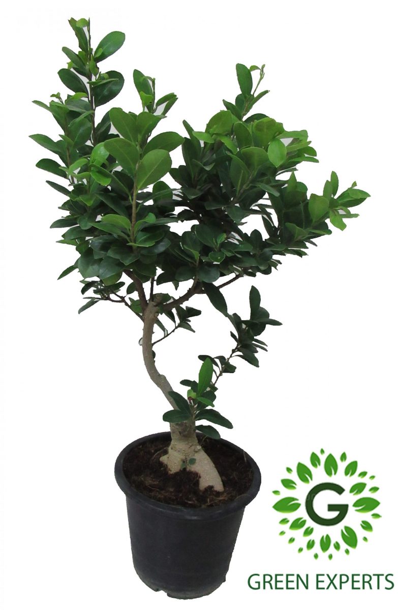 Ficus Bonsai "S Shape" - Green Experts Landscape