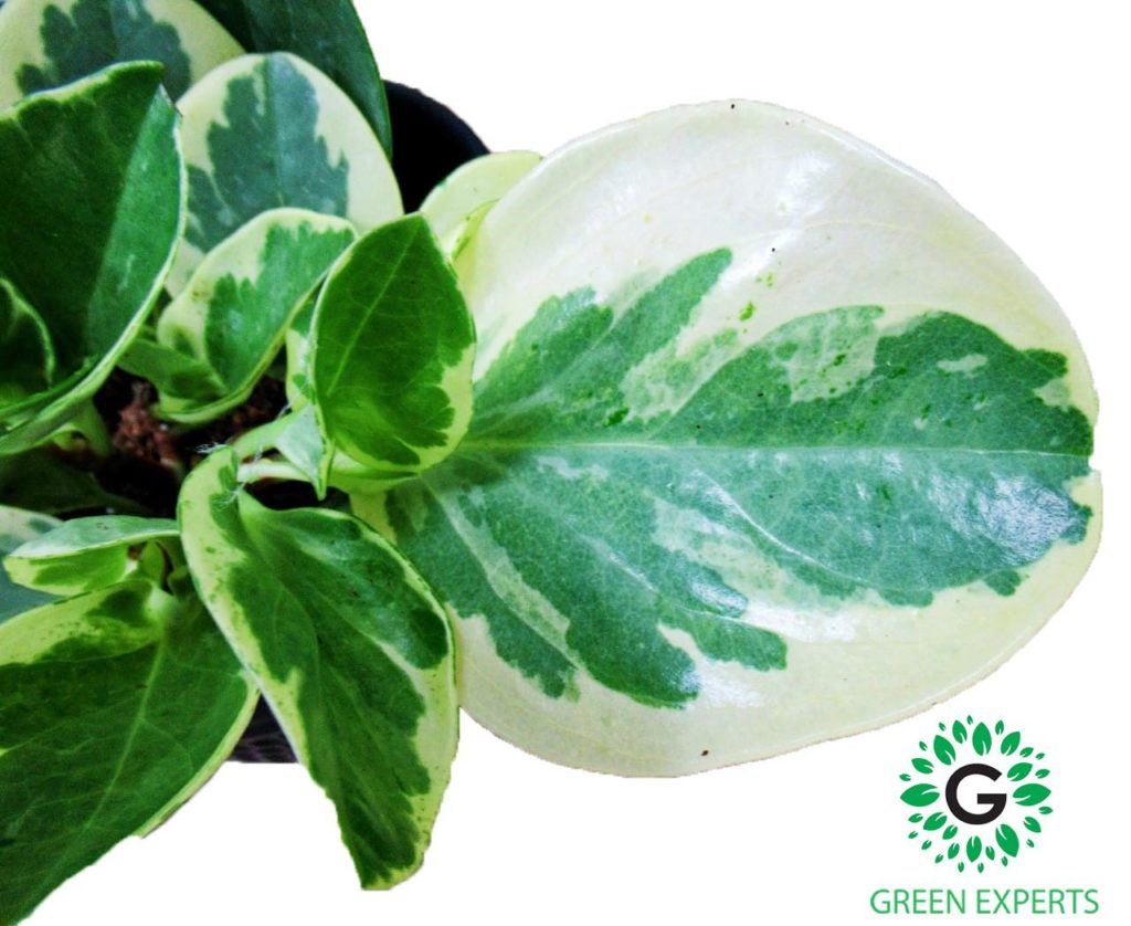 Peperomia Variegata - Green Experts Landscape LLC