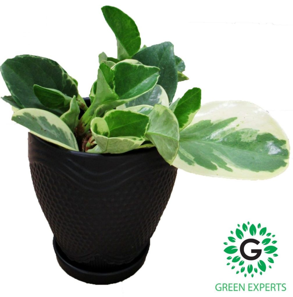 Peperomia Variegata - Green Experts Landscape LLC