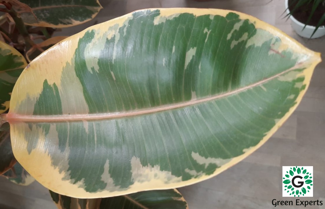 Rubber plant Verigated - Green Experts Landscape