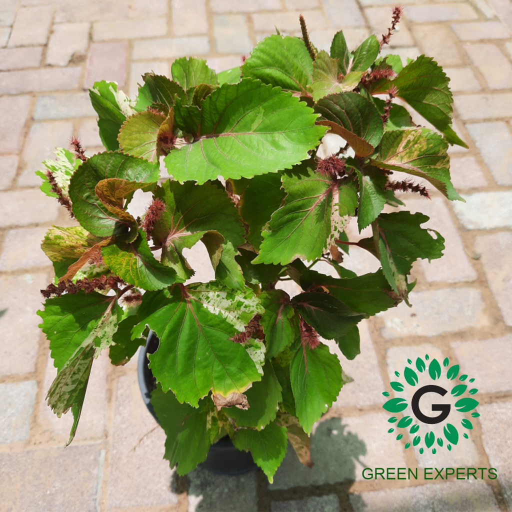 Acalypha 40cm - Green Experts Landscape