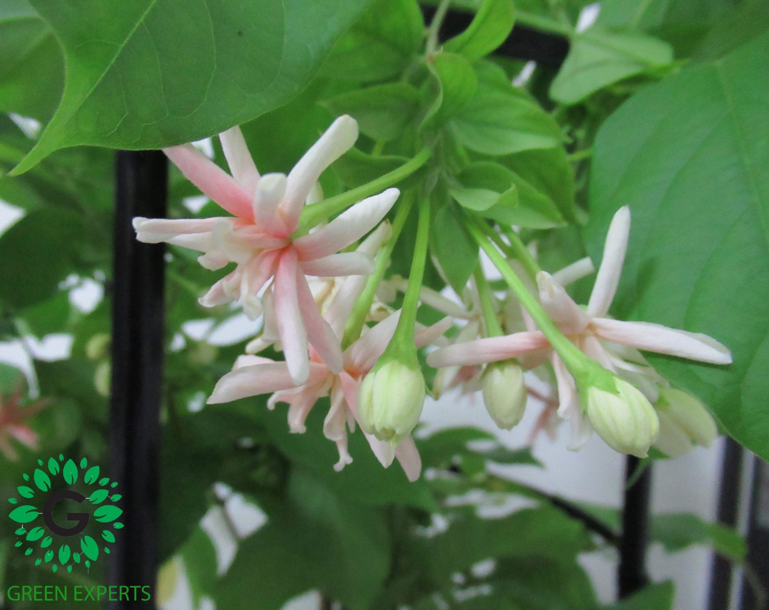 Combretum indicum - Green Experts Landscape