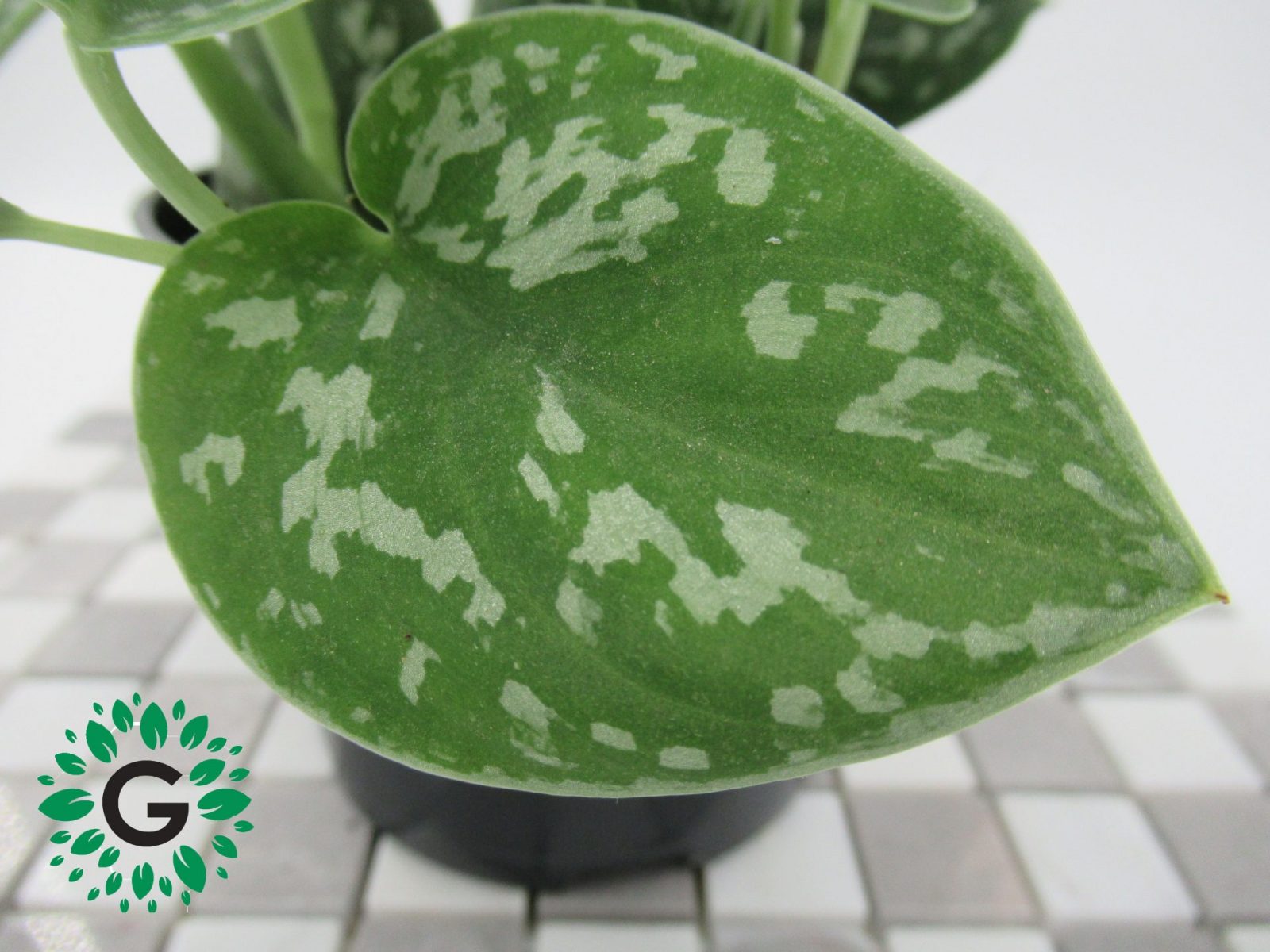 Scindapsus Pictus P12 - Green Experts Landscape