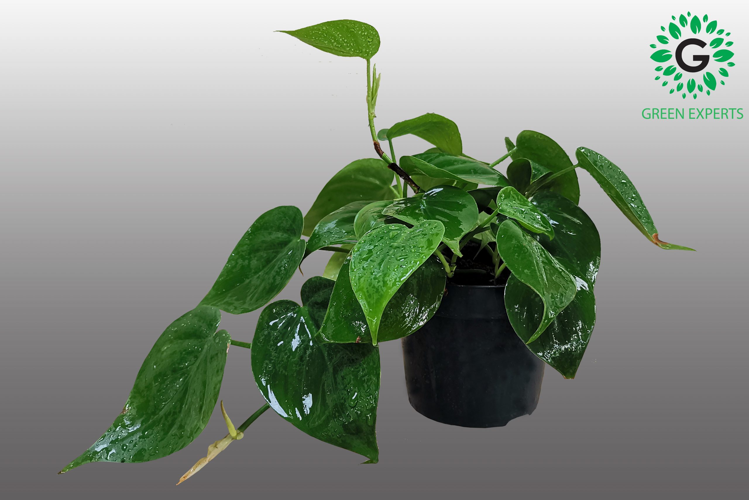 Scindapsus hanging - Green Experts Landscape LLC