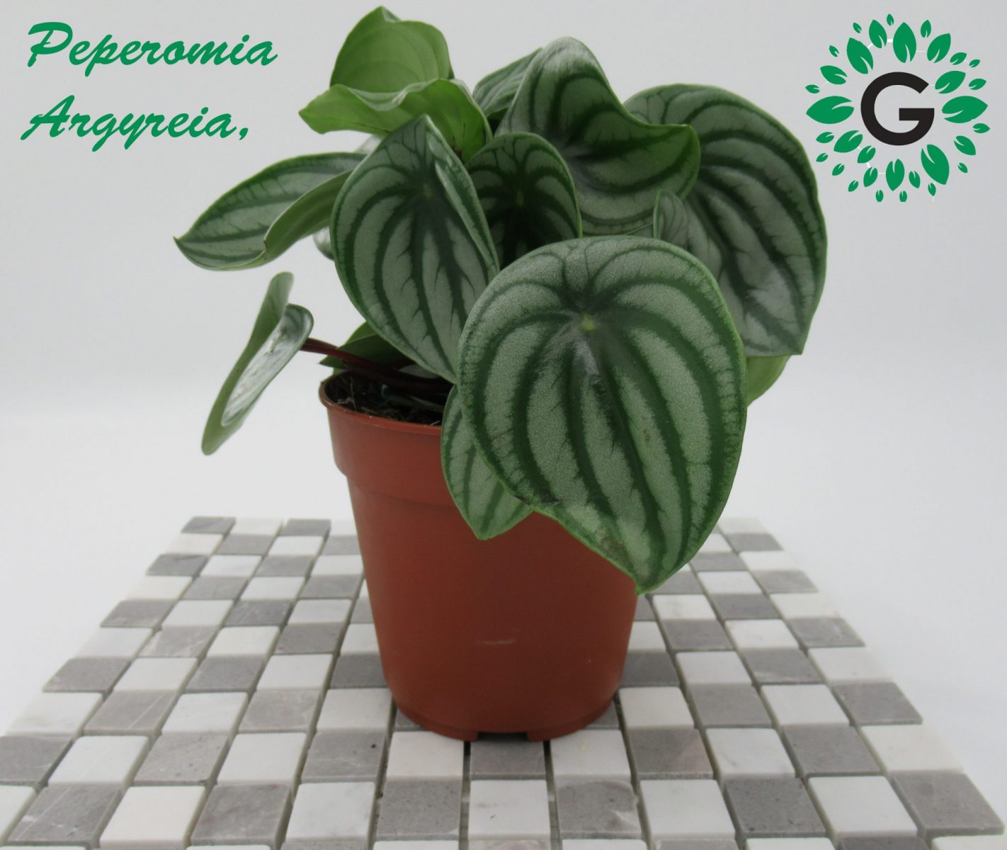 Peperomia Argyreia, - Green Experts Landscape