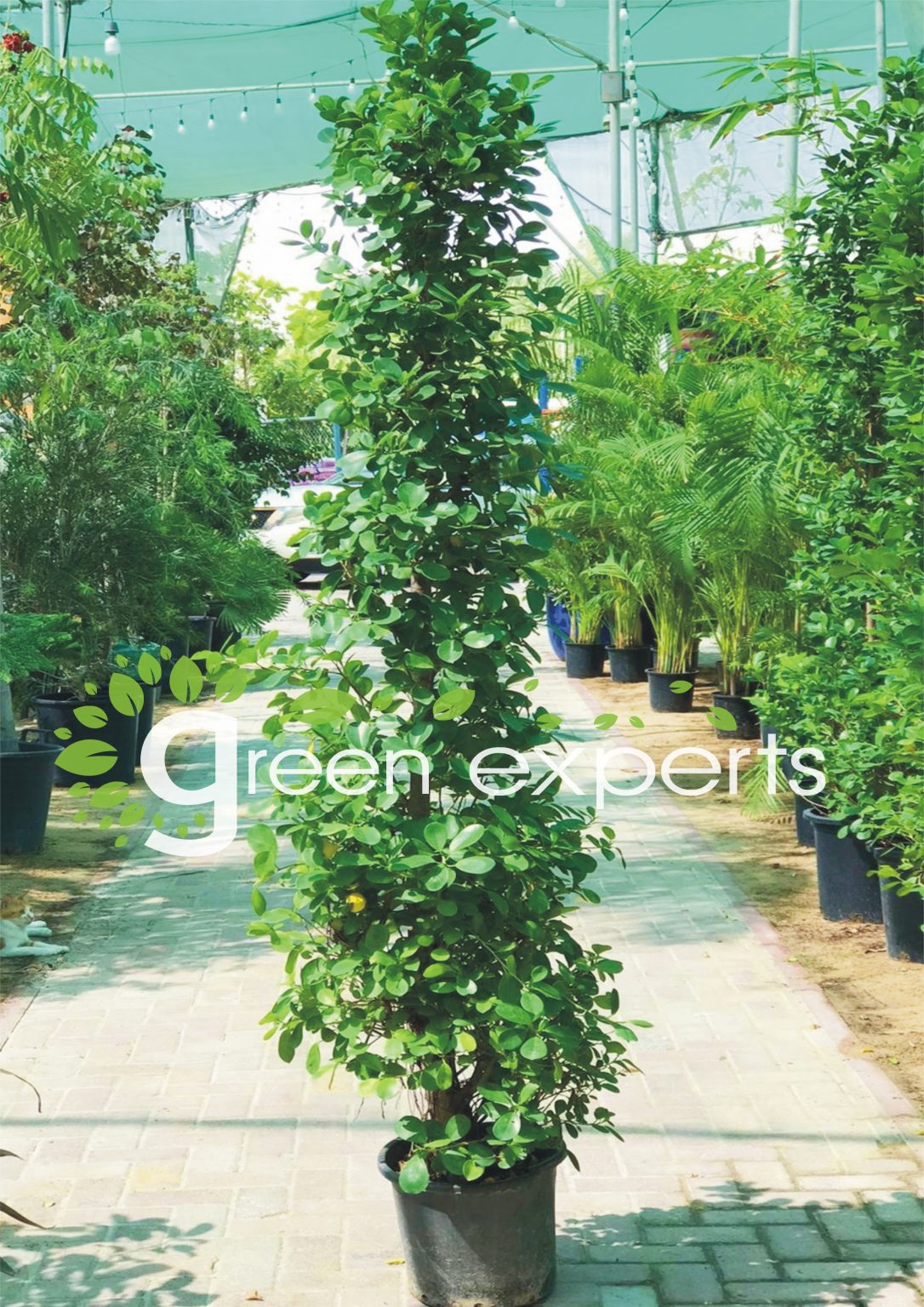 Ficus diversifolia “Cone Shape” 180cm - Green Experts Landscape LLC
