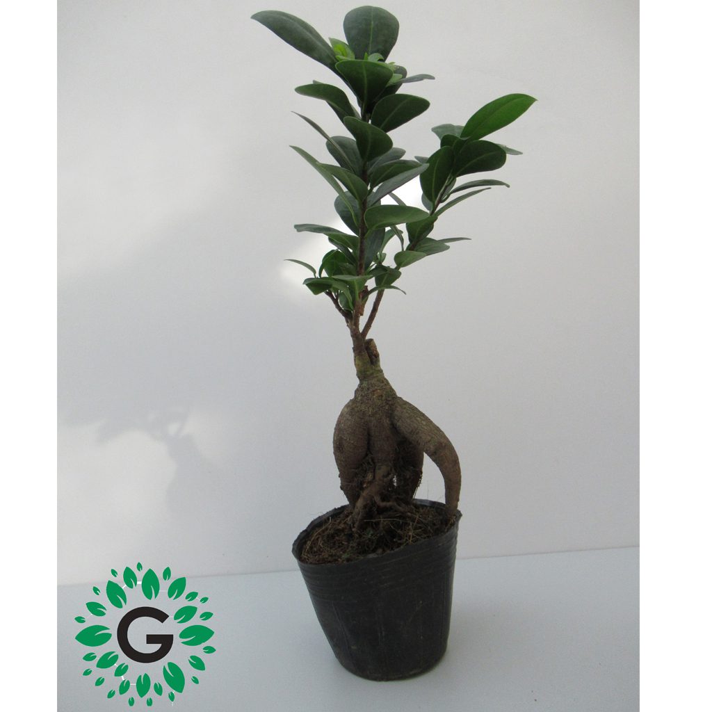 Ficus Bonsai Tree - Green Experts Landscape