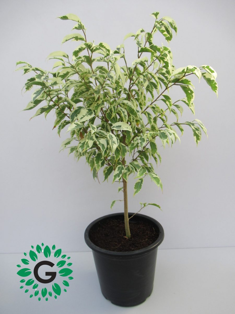 Ficus Starlight - Green Experts Landscape