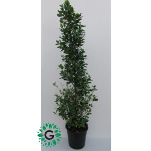 Ficus diversifolia “Cone Shape” 180cm - Green Experts Landscape LLC