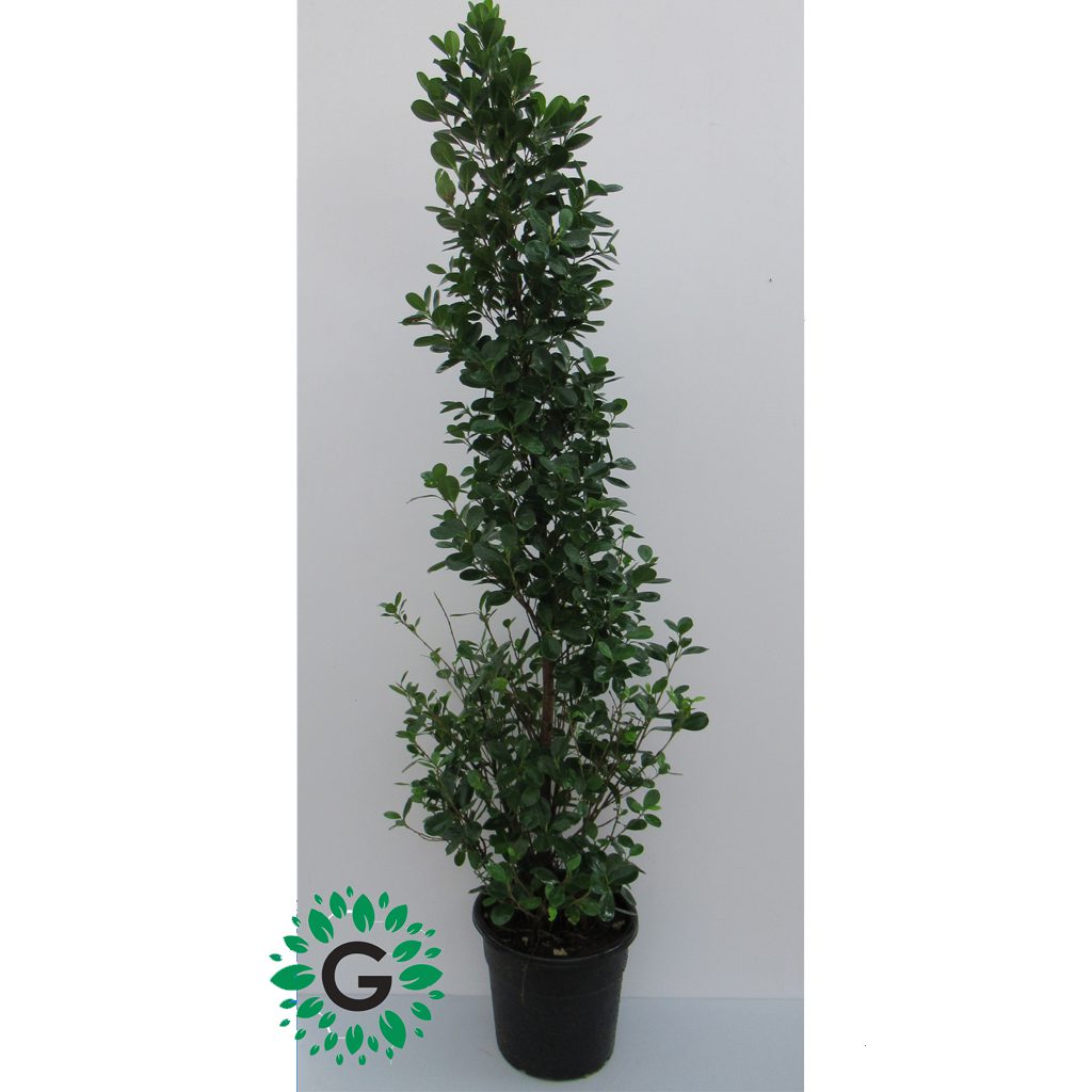 Ficus diversifolia “Cone Shape” 180cm - Green Experts Landscape LLC