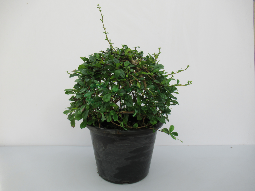 Ehretia Microphylla “Ball” - Green Experts Landscape LLC