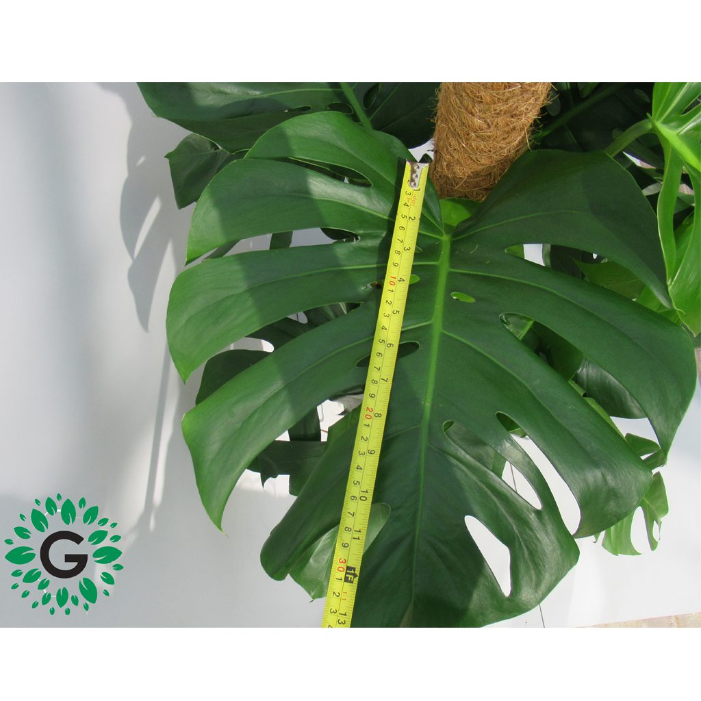 Monstera Deliciosa 120cm - Green Experts Landscape
