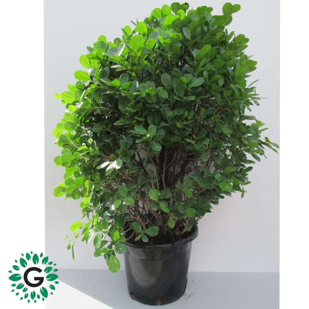 Ficus Round Ball 90cm - Green Experts Landscape LLC