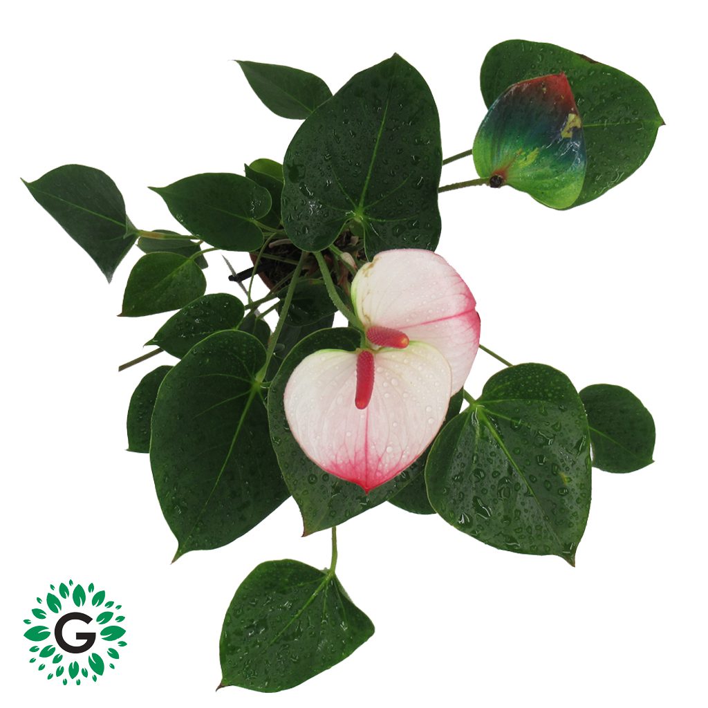 Anthurium Princess Amalia Elegance - Green Experts Landscape