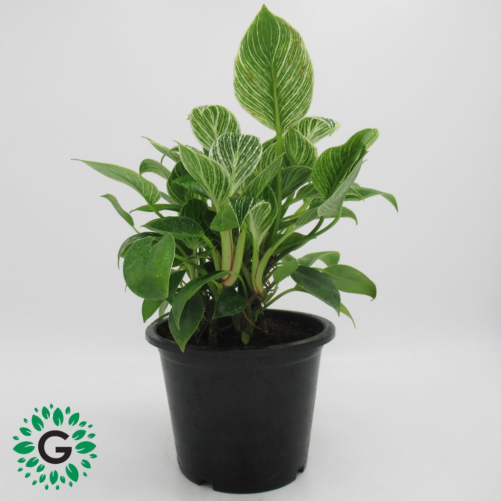 Philodendron Birkin - Green Experts Landscape LLC