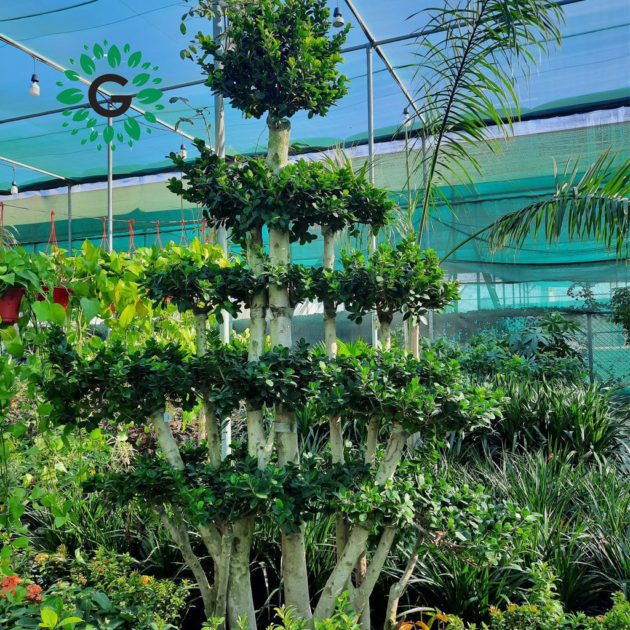 Ficus Retusa Multilayer - Green Experts Landscape LLC