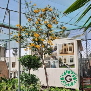 Yellow elder | Tecoma stans tree - Green Experts Landscape LLC