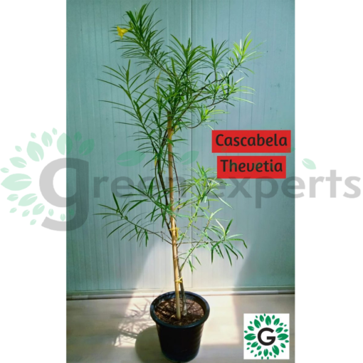 Cascabela thevetia 150cm كاسكابيلا ثيفيتيا - Green Experts Landscape LLC