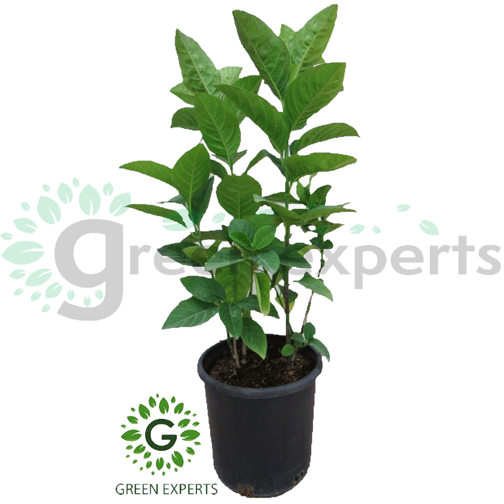 Eranthemum Green 60cm - Green Experts Landscape LLC