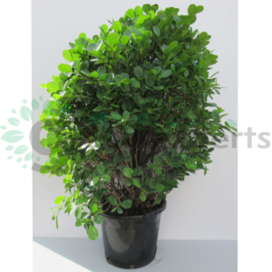 Ficus Round Ball 90cm - Green Experts Landscape LLC