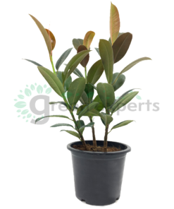 Jumbo Indoor Plants Archives - Green Experts Landscape LLC