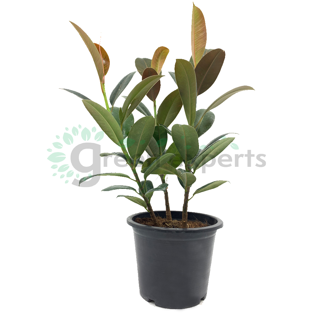 Ficus Elastica Robusta 3PP 60cm - Green Experts Landscape LLC